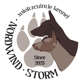 NordWindStorm - Xoloitzcuintle kennel